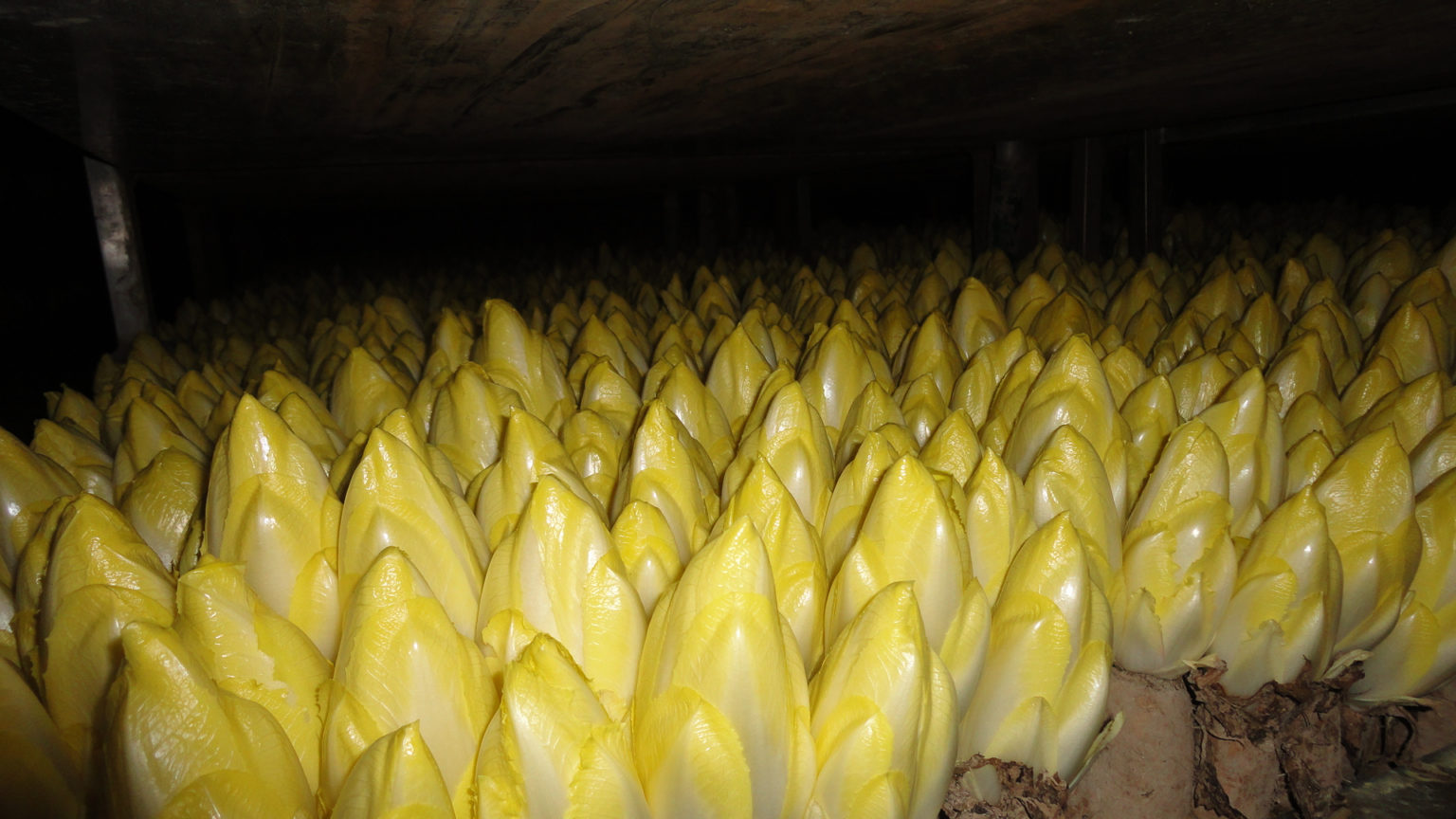 Câble chauffant et endives Forcçage des chicons en bacs - SARL REPONS Câble chauffant et endives Forcçage des chicons en bacs - SARL REPONS